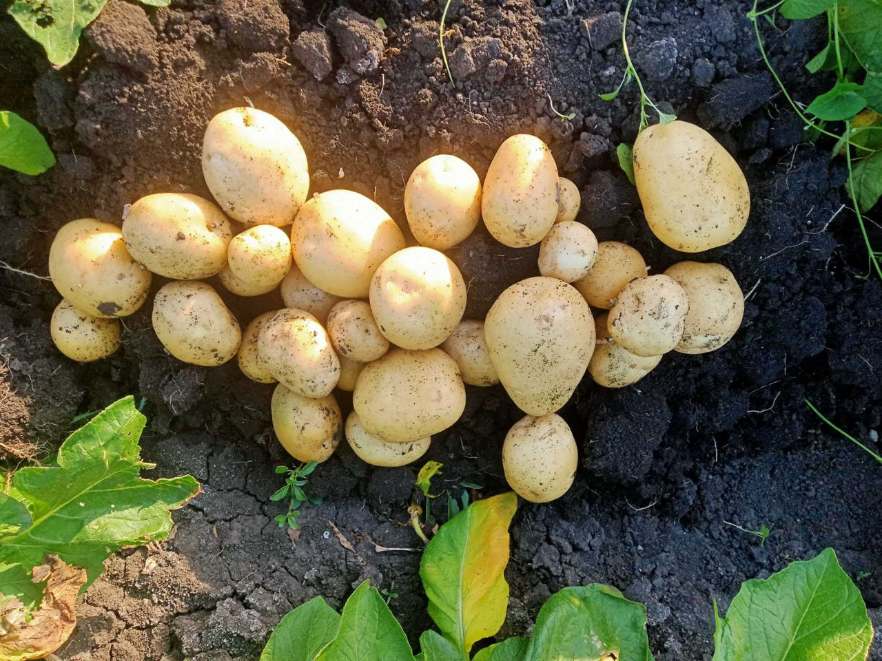 Cartofi De Sămînță Riviera