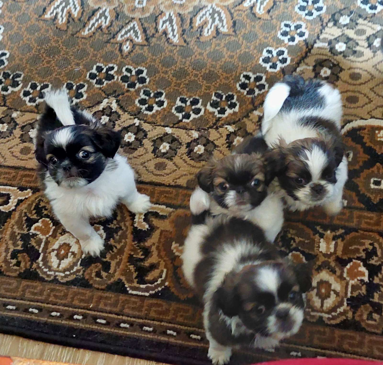 Vând căței pichinezi