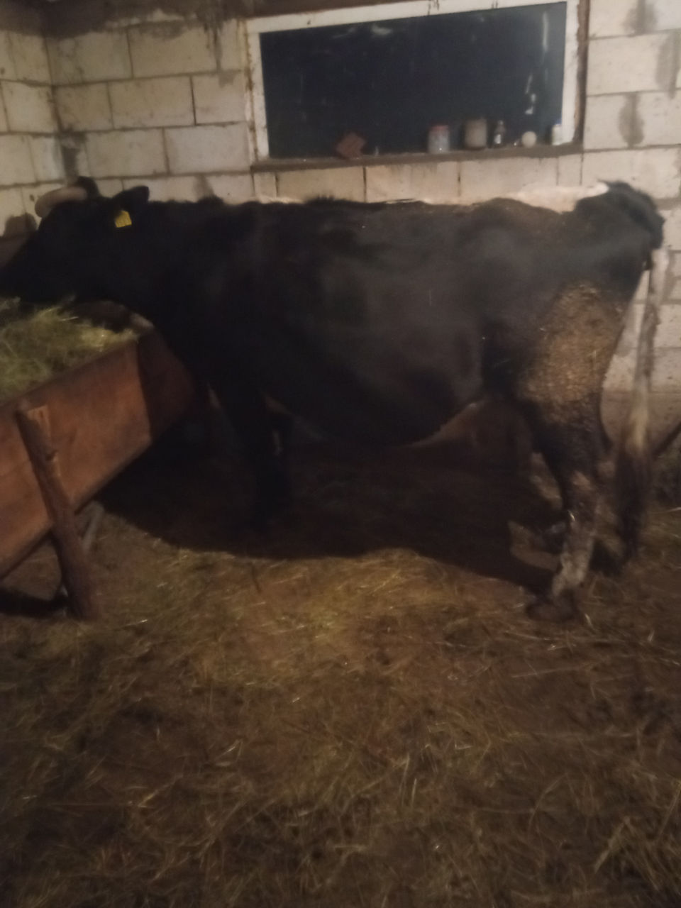 Vînd vaca cu vitel ce Niagara vaca îi de afăta la un preț bun