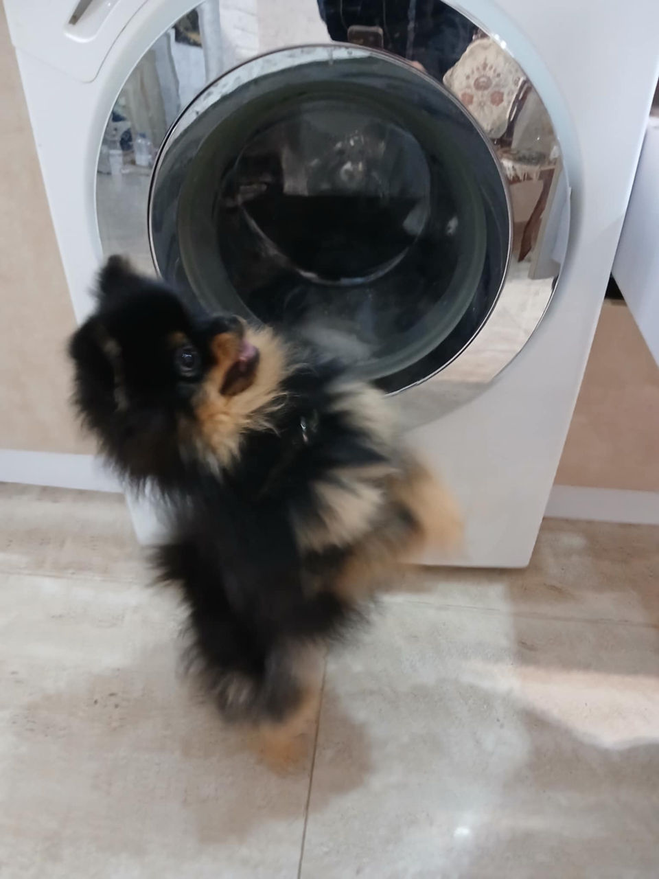 se vinde caine de rasa spitz