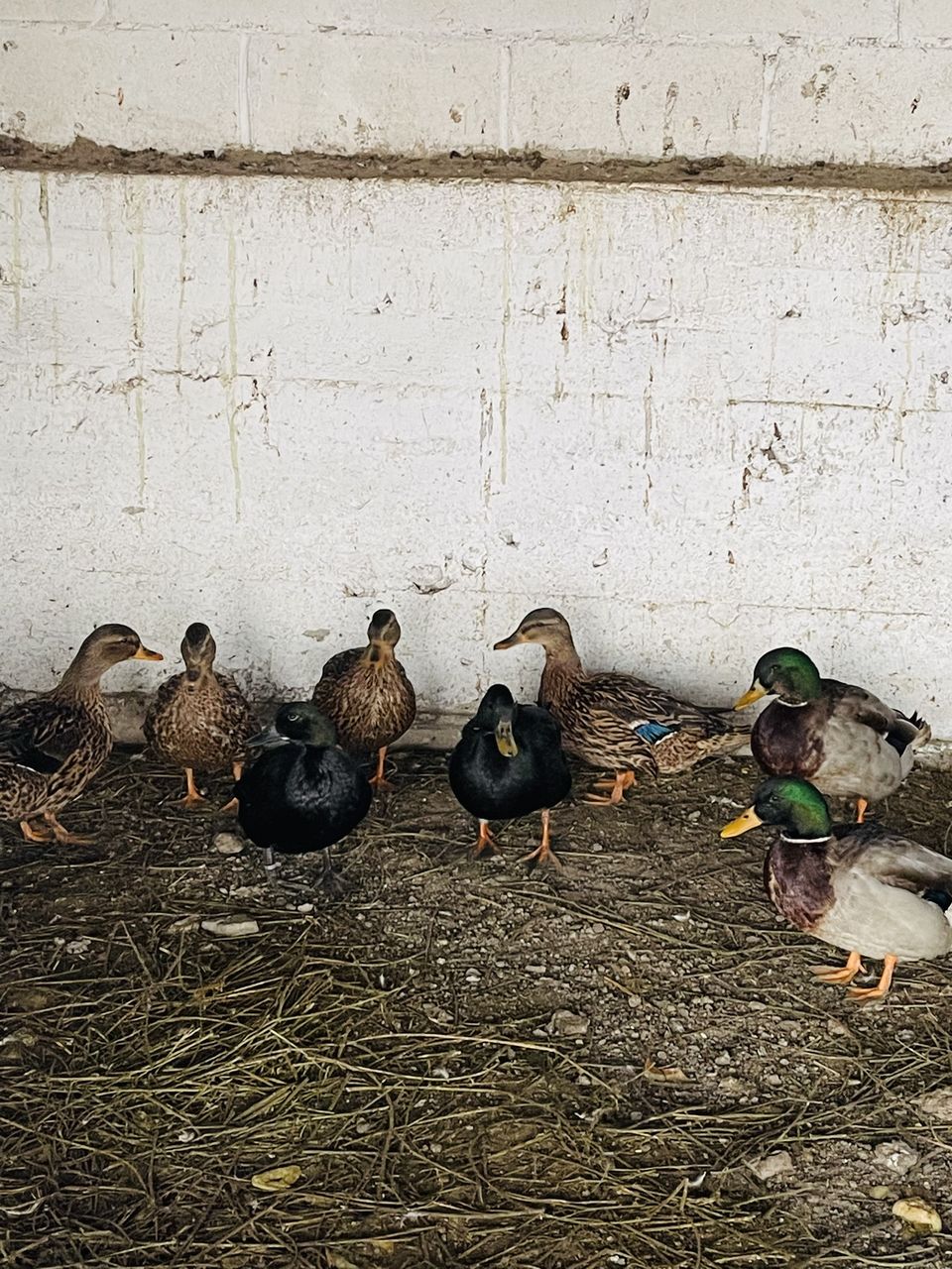 Vind oua de rata pentru incubatie