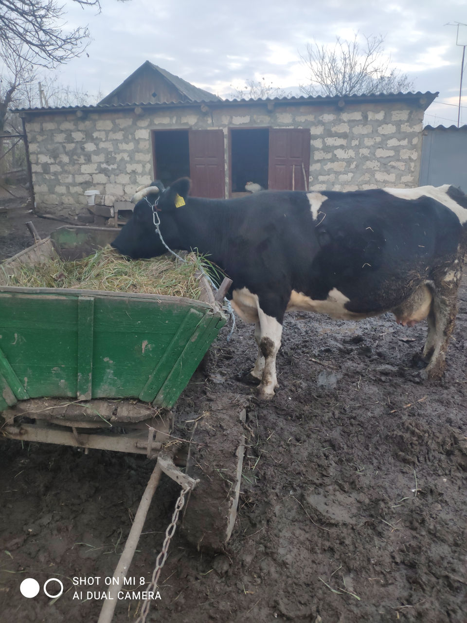 Vind vaca buna de lapte se mulge pina fata foarte cuminte.