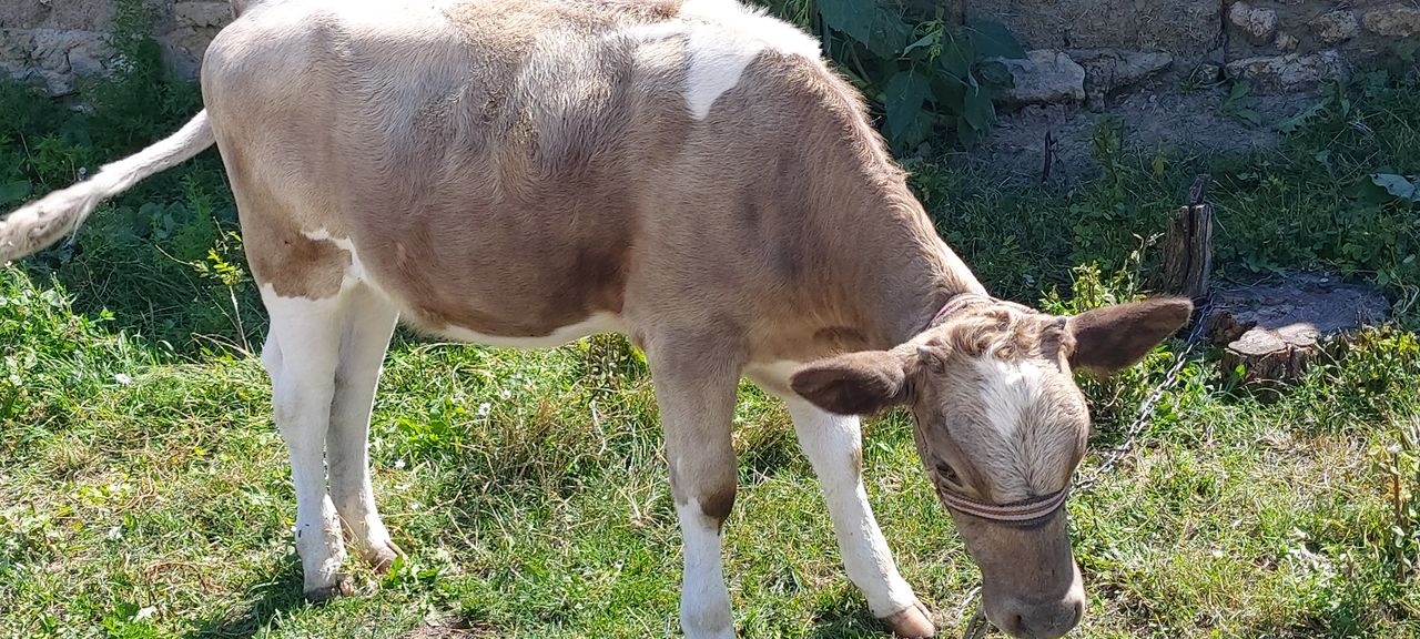 Vaca buna de lapte si vitica