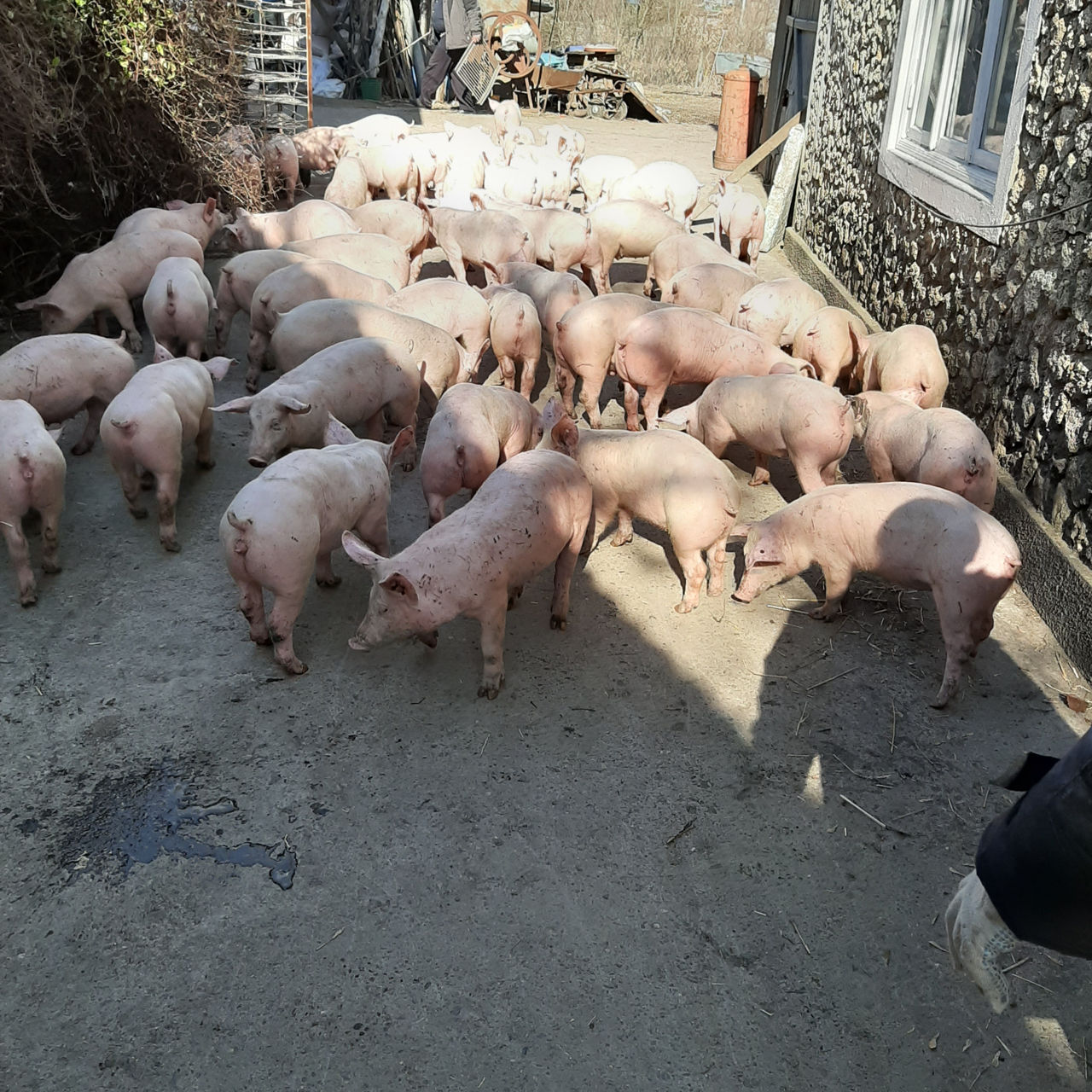 Vind purcei la crestere 25 -30 kg