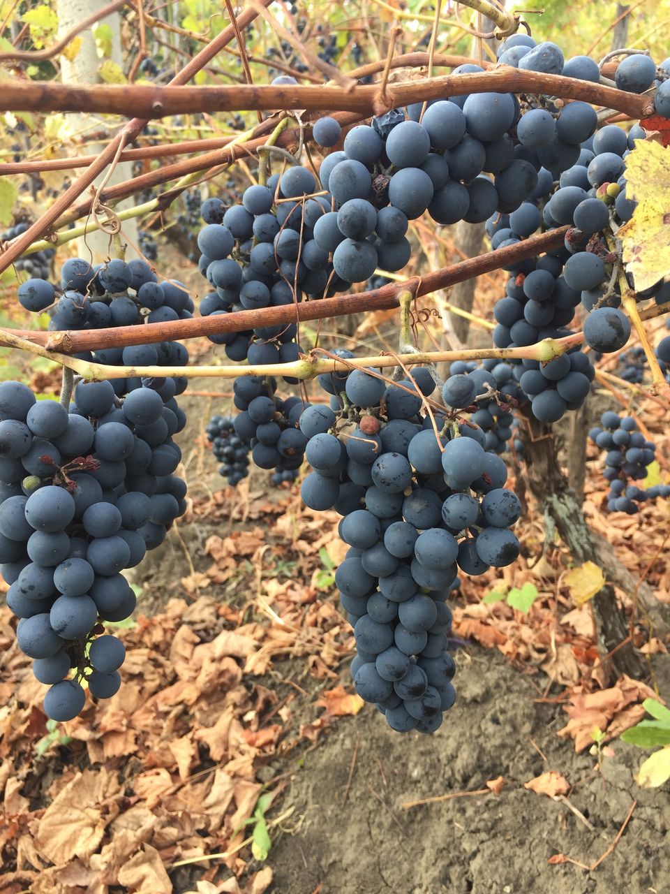 Poama de casă, Crasca, tarasa, roada bogata