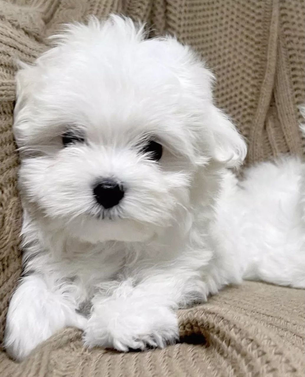 Мальтийская болонка (Мальтезе)