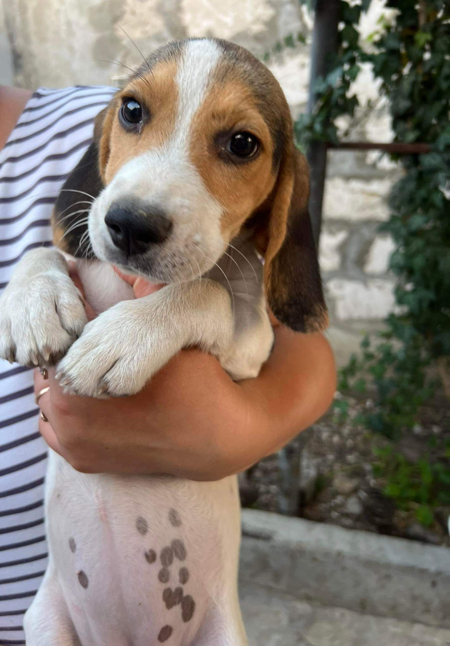 Catelusa Beagle/ Бигль
