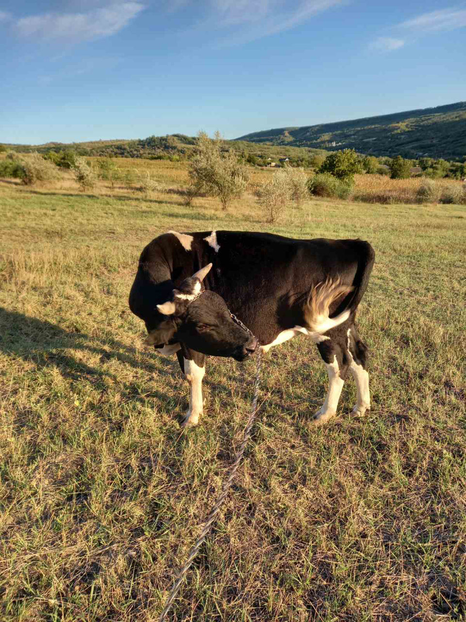 Am 3 buhai si o vaca.Vaca se mulge inca in februarie osa fete