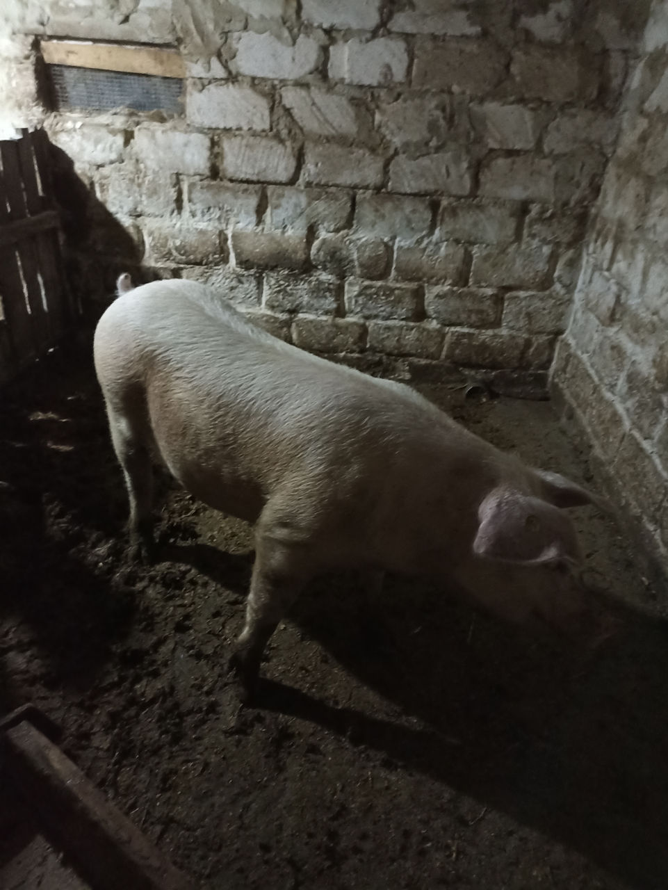 Vinde porc de carne pină la 150kg