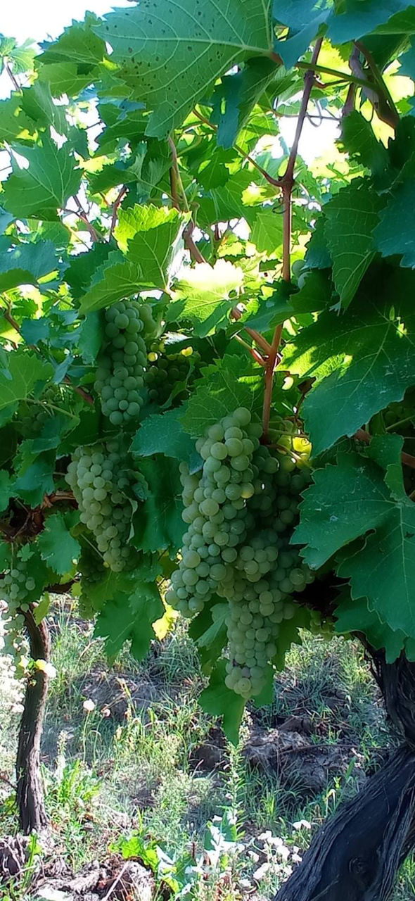 Se vinde poama soiul: risling, aligote, sașla, alb de suruceni la vin.