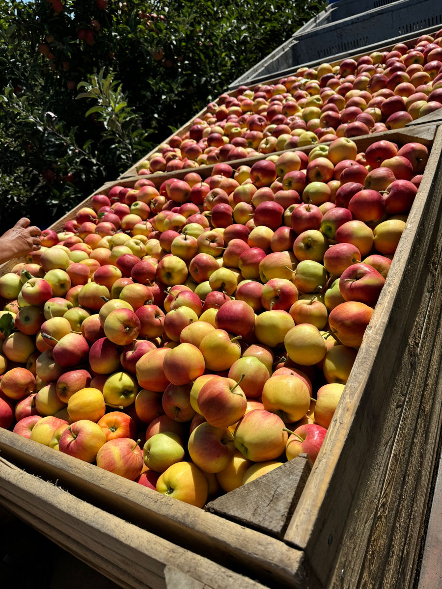 Mere Яблоко Gala