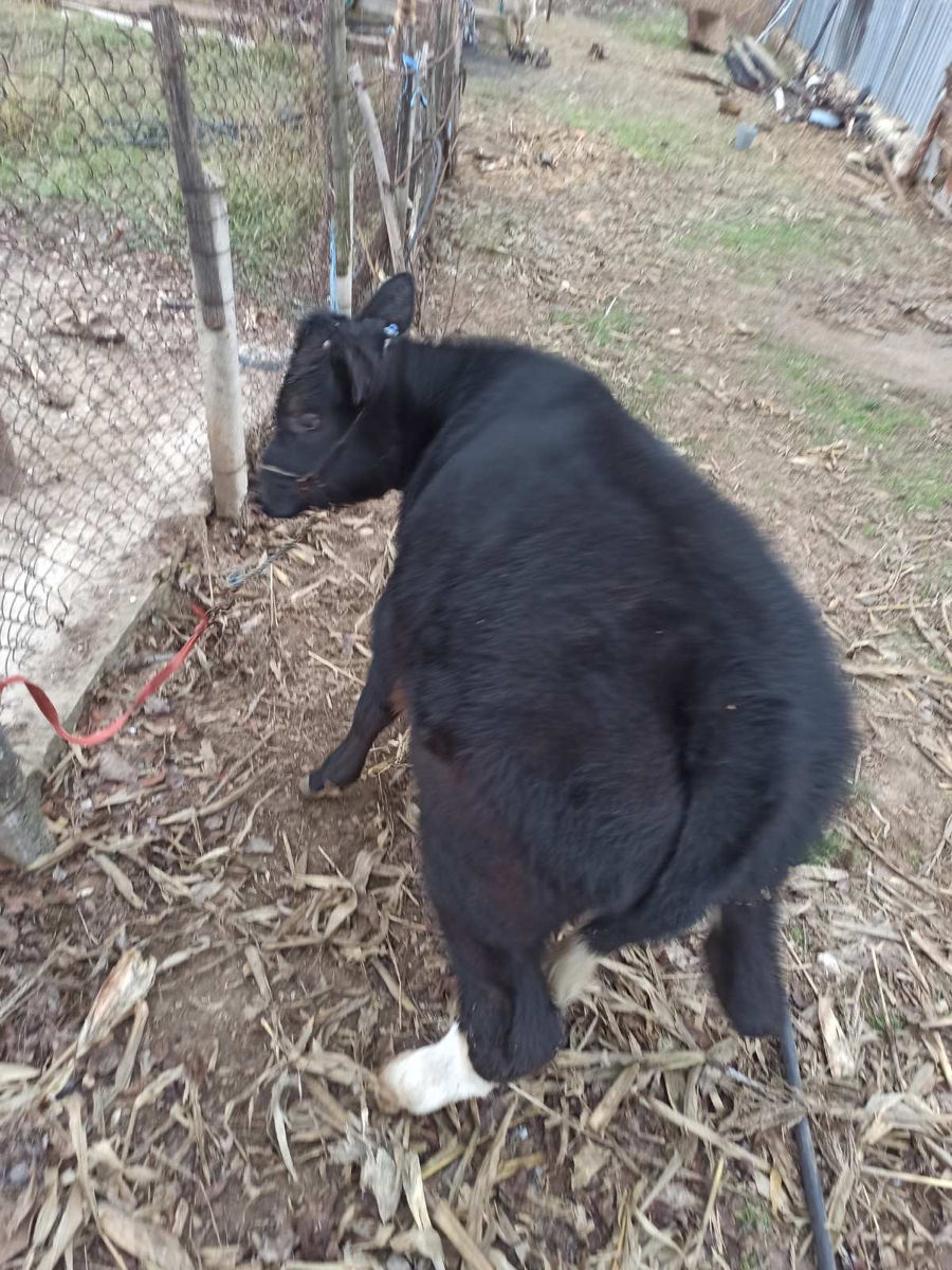 Vițel de ținut 200 kg din vaca mare