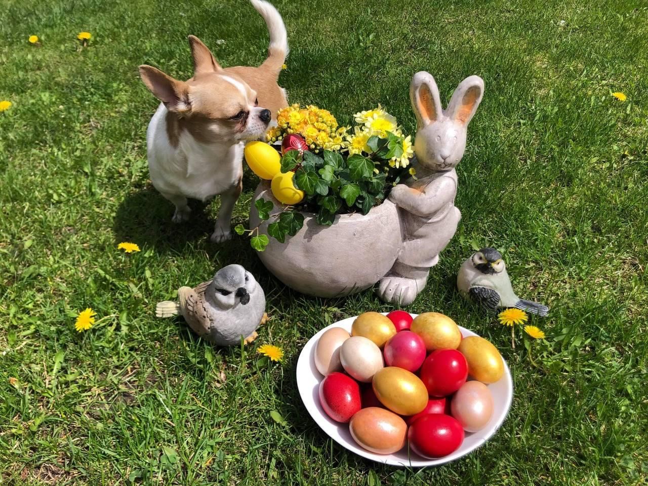 Imperechere Chihuahua