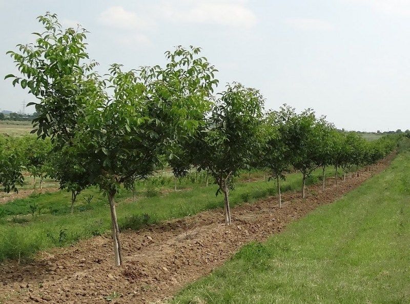 Vînd livada de nuci