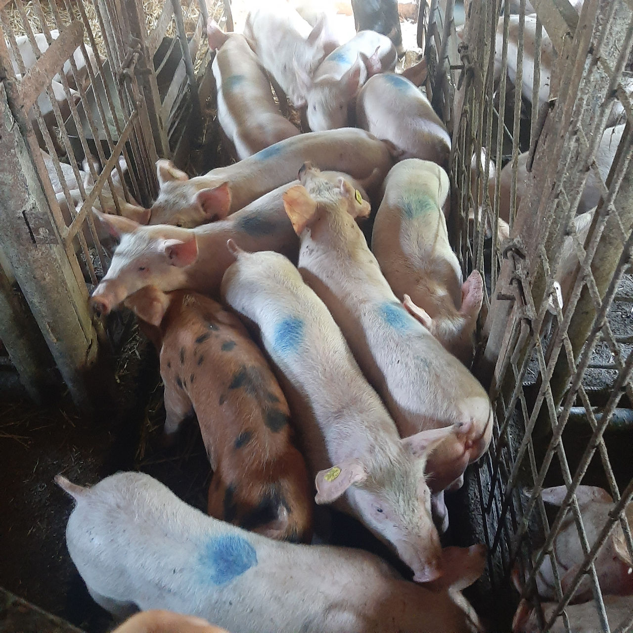 Vind purcei de rasa landras +pietrean cîntaresc25-30 kg