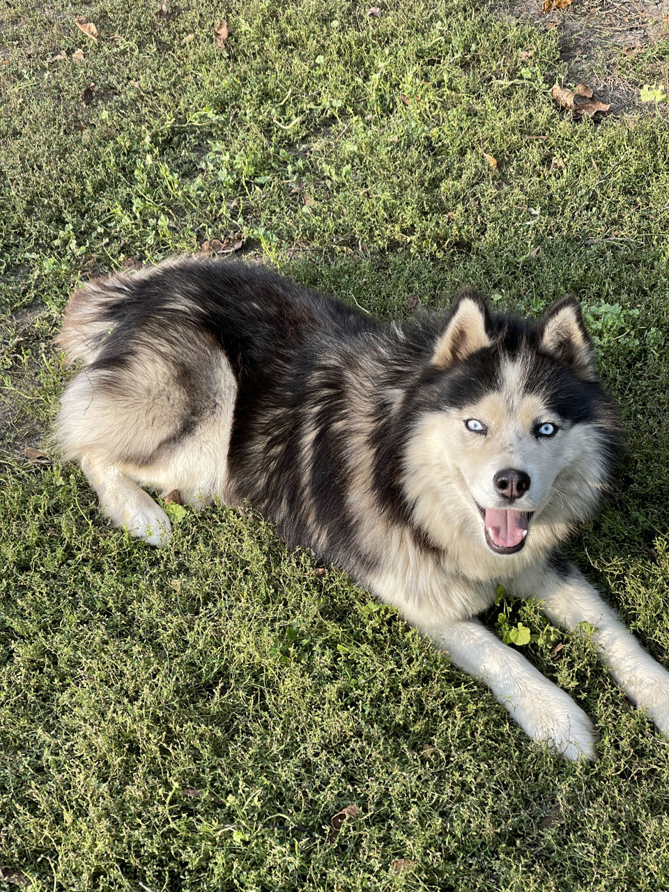 Husky mascul la imperechere