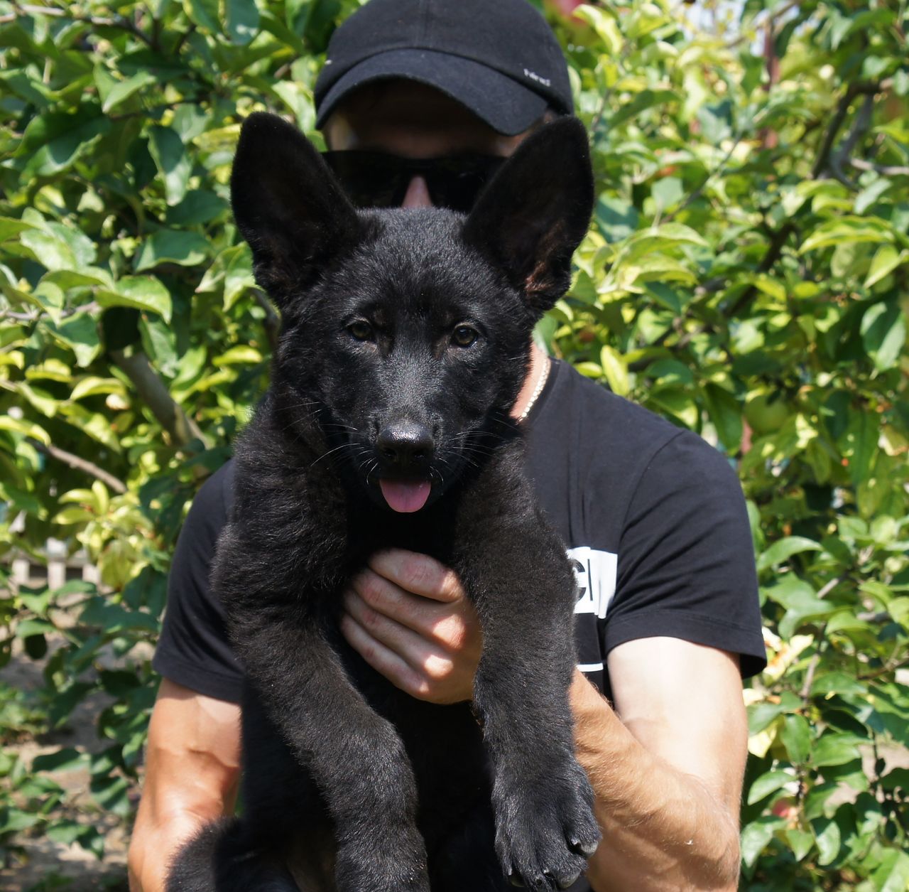 Pui de Ciobanesc German negru