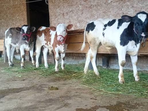 Bovine, Florești