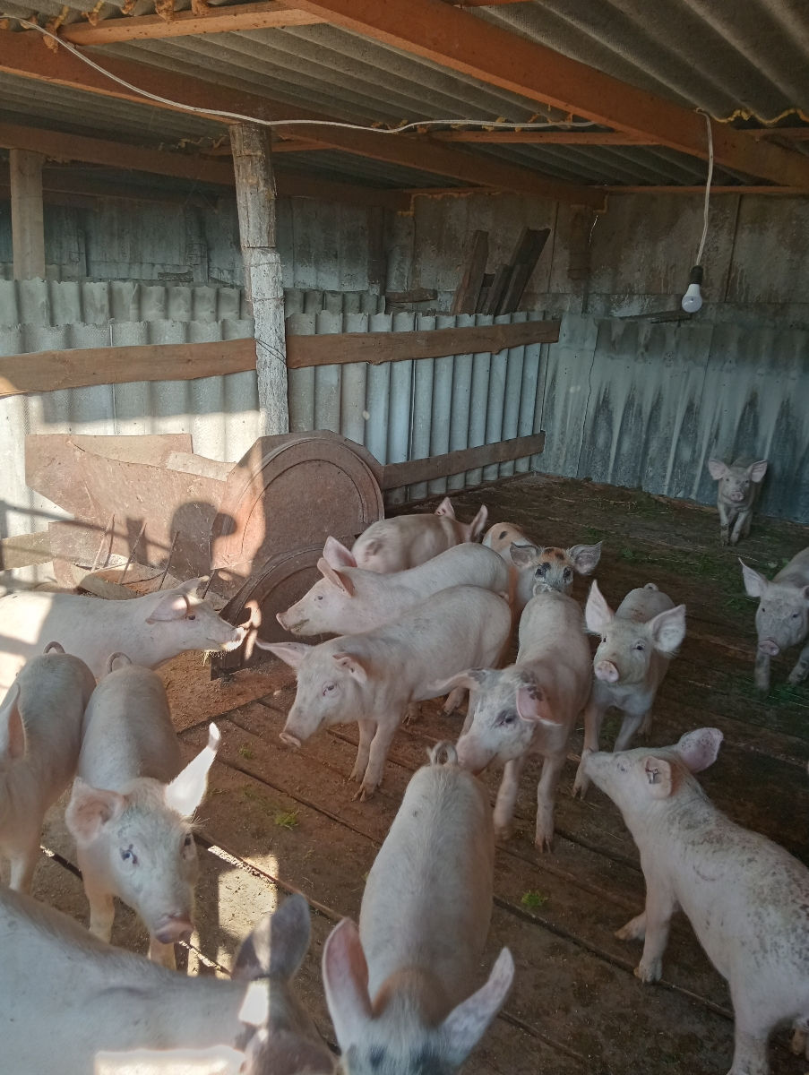 Vînd purcei mici frumoşi