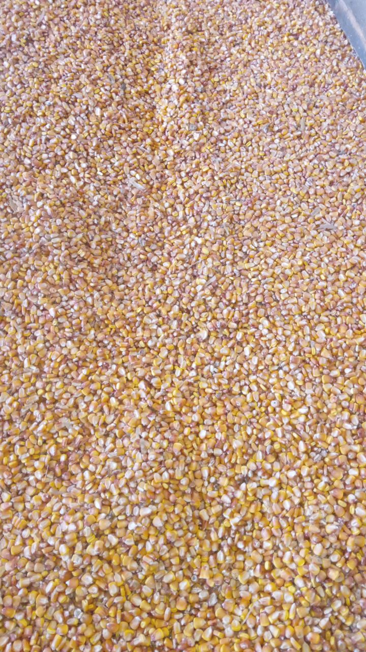 Vind porumb roada anul 2021, 5 lei