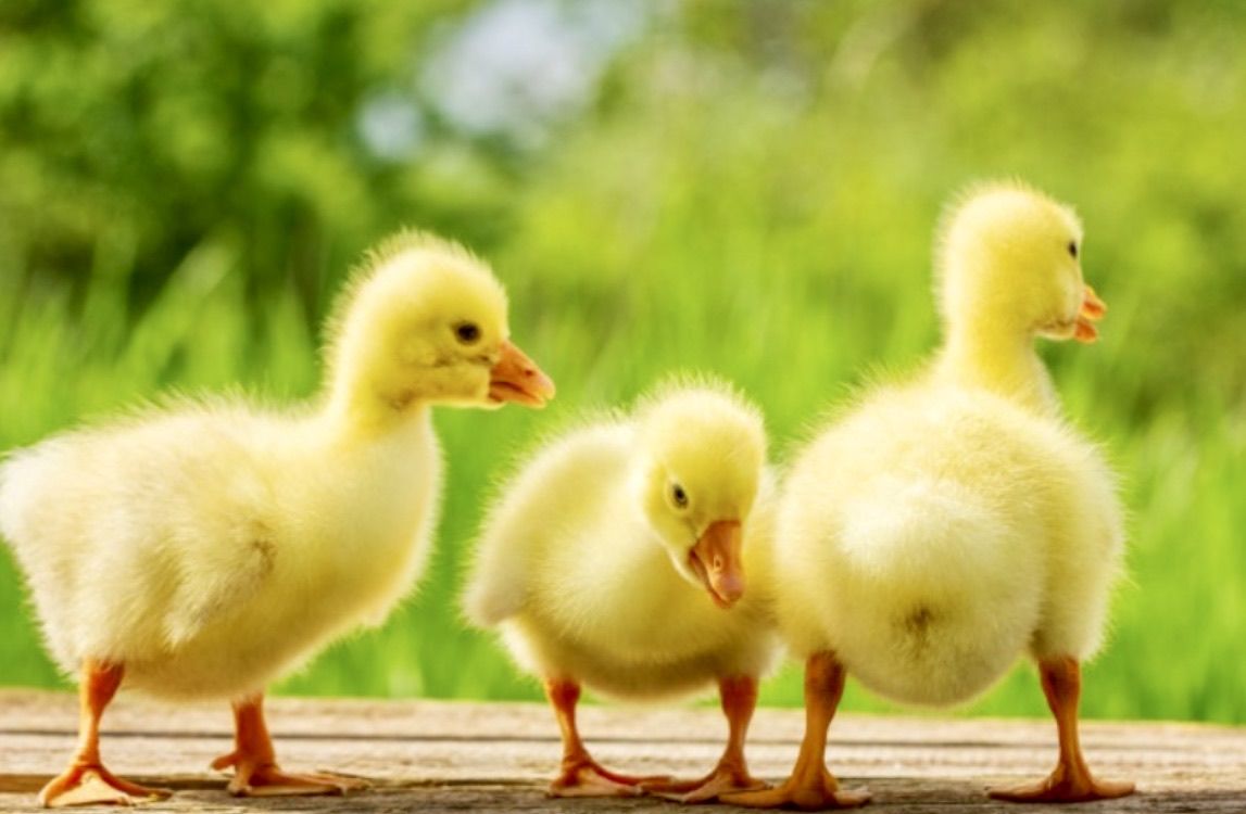 Boboci de gisca, 45 lei de4 zile