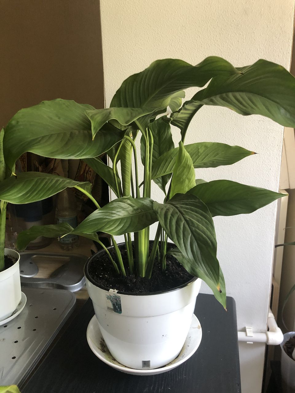 Plante de camera maxim 30 lei