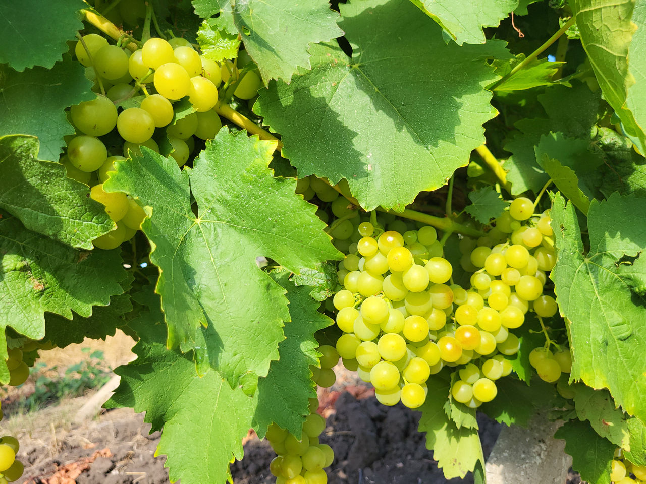 Poama Muscat Eantarnii