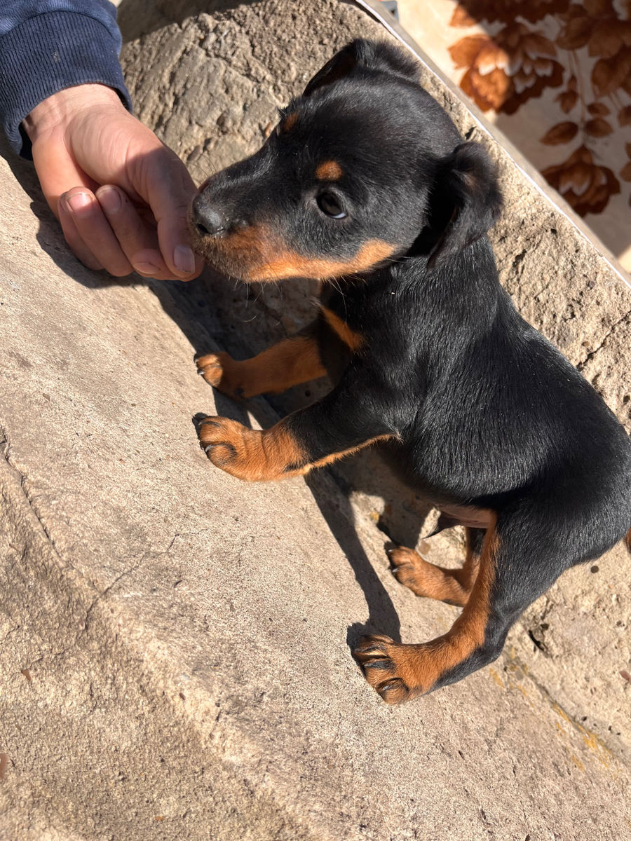 Se vind 2 baeti rasa Eagterier