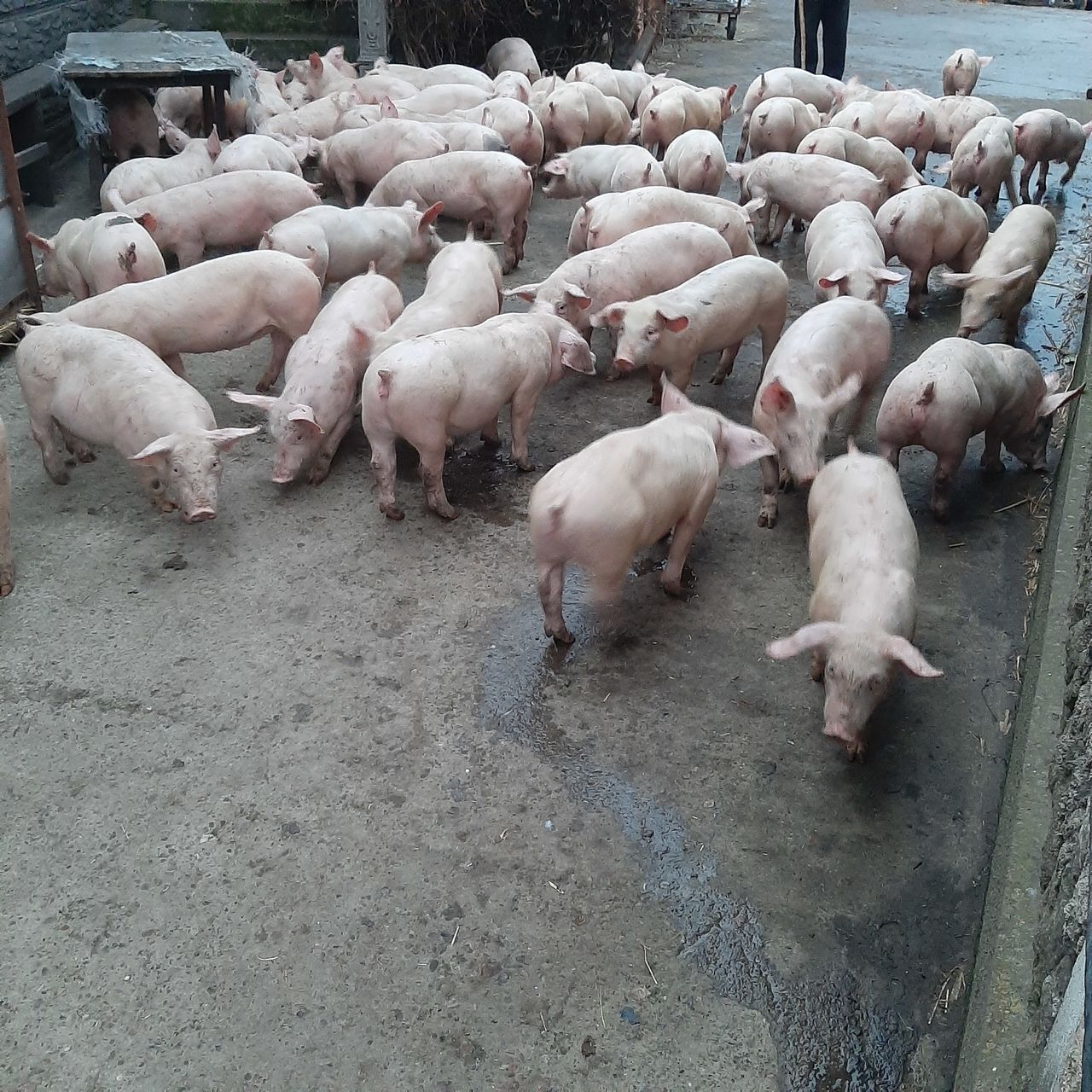 Vind purcei la crestere 25 -30 kg