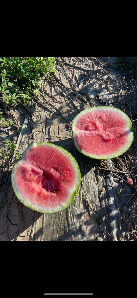 Vind harbuz proaspat pentru murat