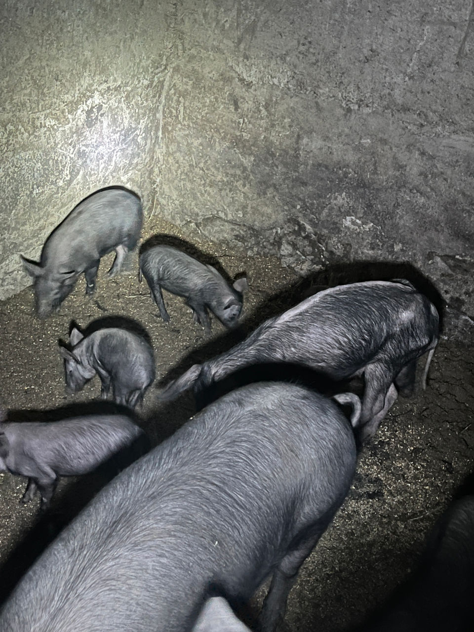 Schimb purcei mici pe ceriale (orz,porumb, griu )