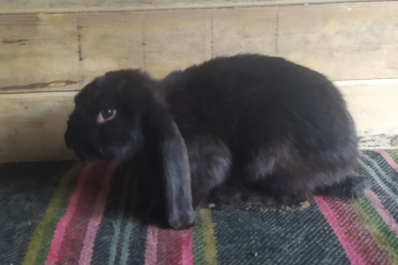 Iepuri berbec german