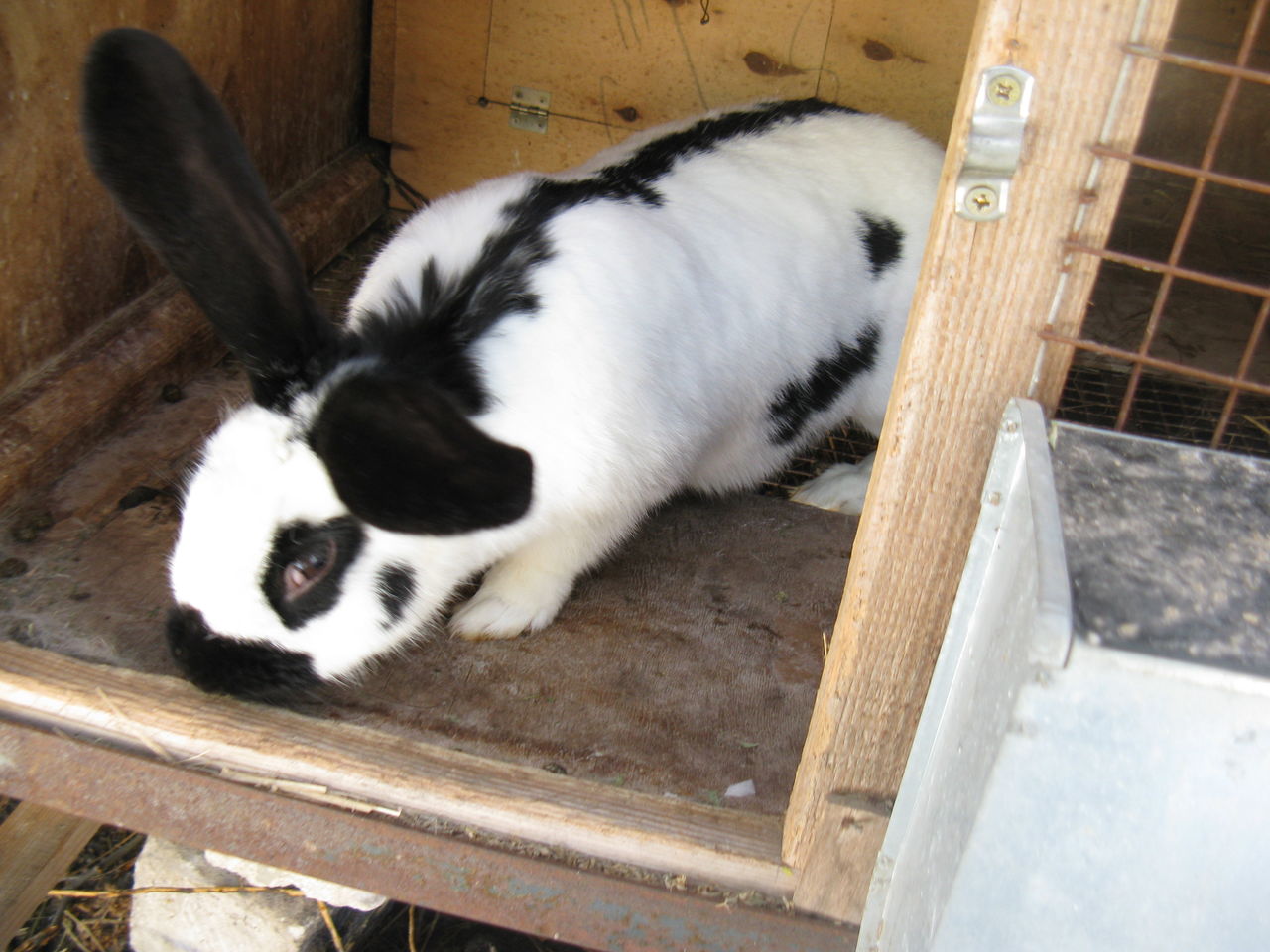 vind iepuri fluture german