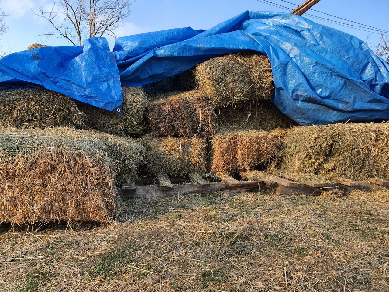 Se vind baloate de lucerna (80 lei balota).Lucerna marunta buna ...