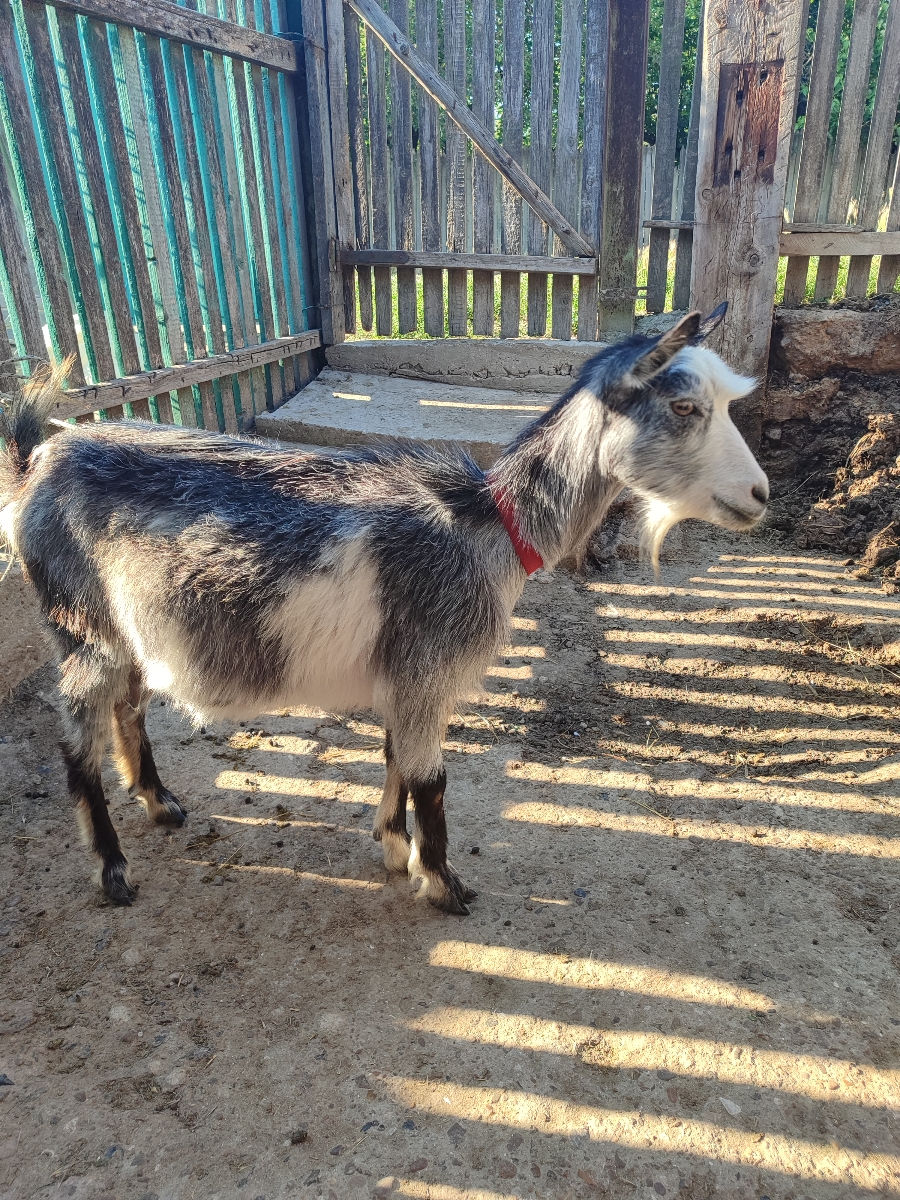 Vând capre tinere, mulgătoate.