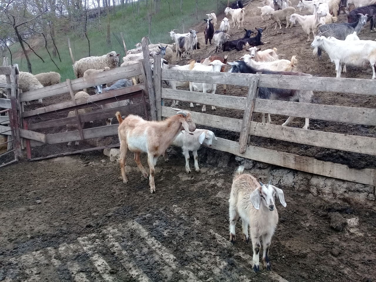 vind 2 tapusor buni de culoare alba fara coarne mama capra de rasa ...