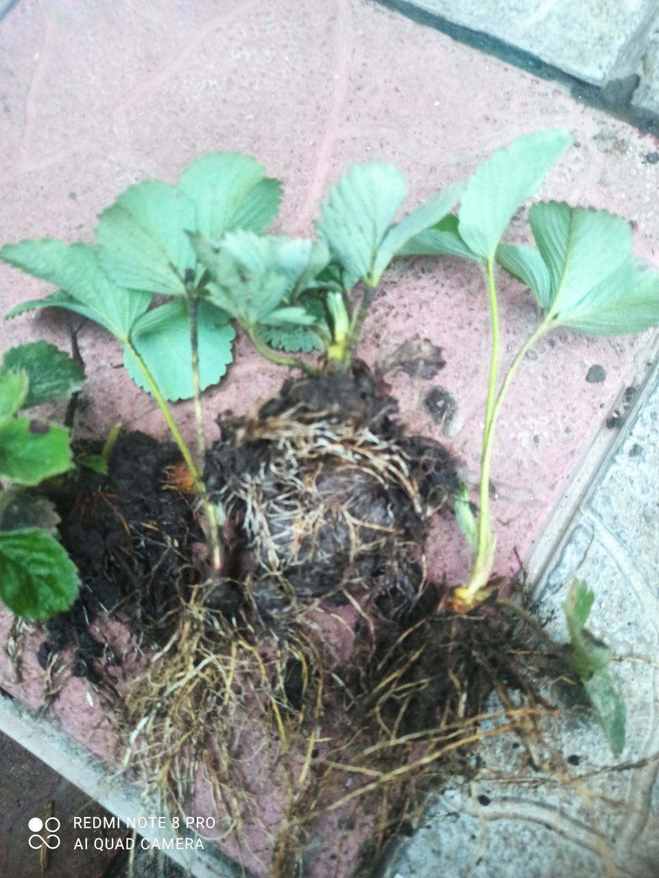 Capsuna klery cea mai devreme