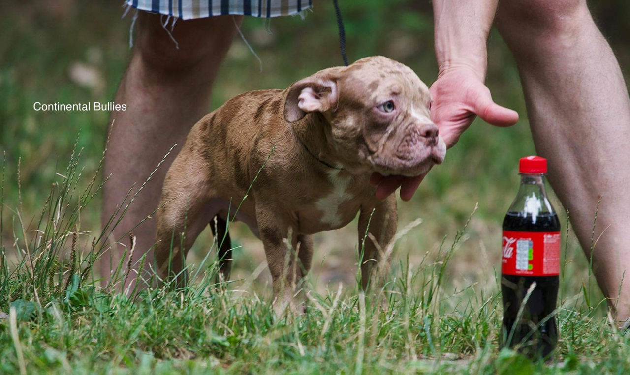 American Bully micro merle