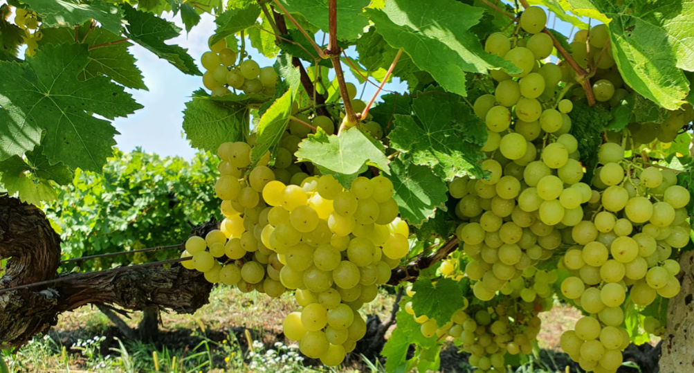 Struguri muscat Iantarni