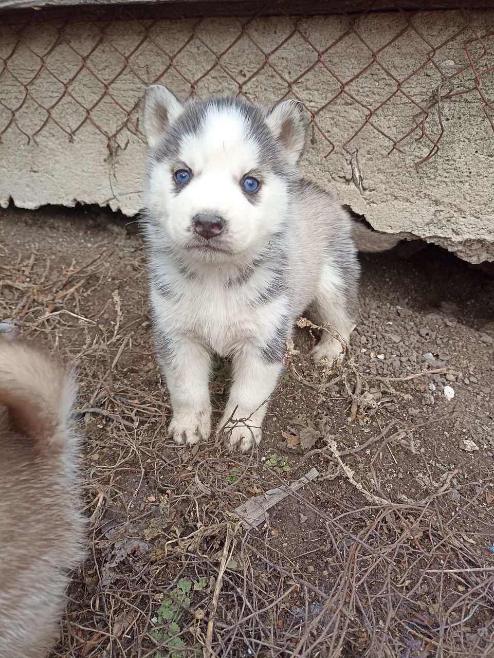 Vând căţeluş haschi