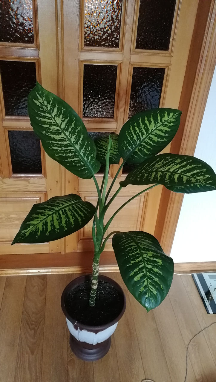 Flori de camera, diferite