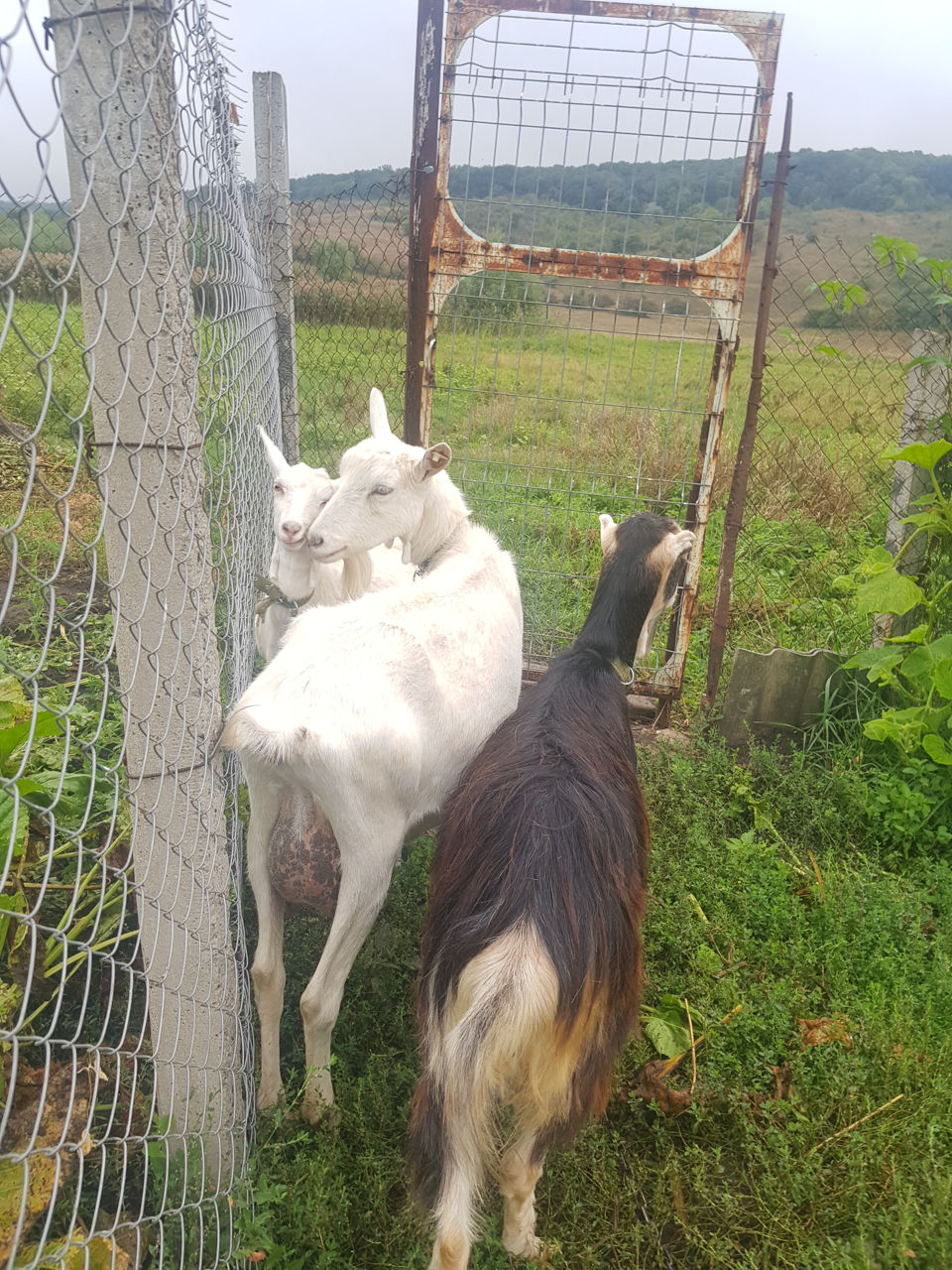 Vind capre de rasă pură Saanen si lamancea. 200 euro de cap