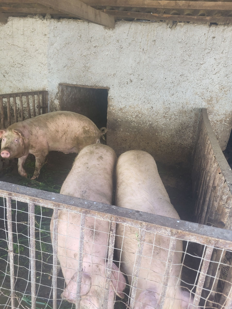Cumpar porci toata moldova