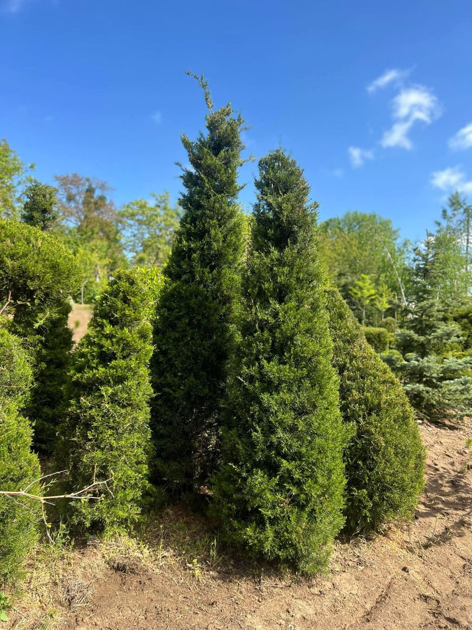 Arbori decorativi crescuti in Moldova la 10 km de la Chisinau.Thuja ...