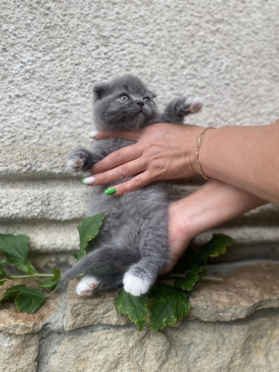 Продам шикарный вислоухий котик