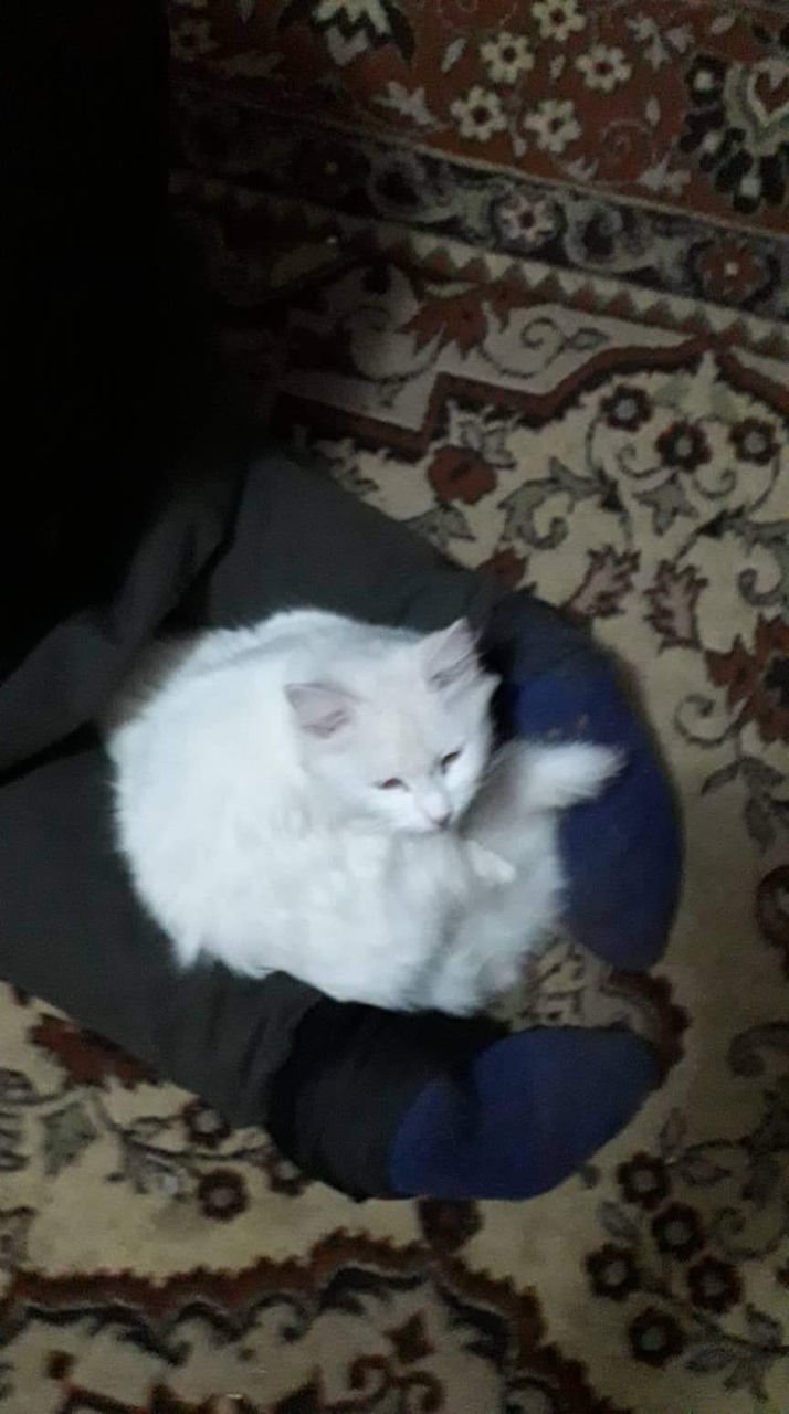 Pisici albe si pufoase