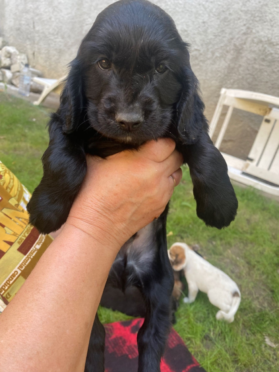 Vînd cățeluși Cockeri spaniel rasă pură!!