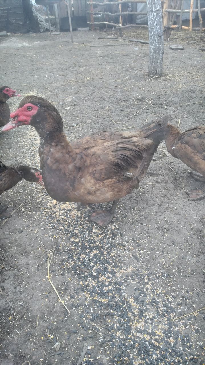 Oua de rața muta pentru incubare