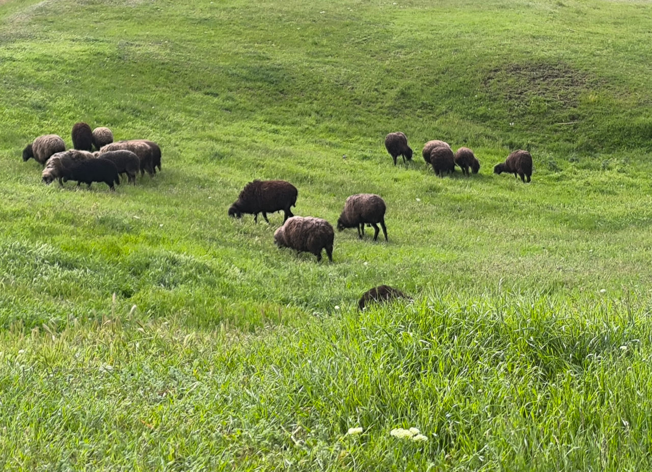 Se vinde oi tot cuibu