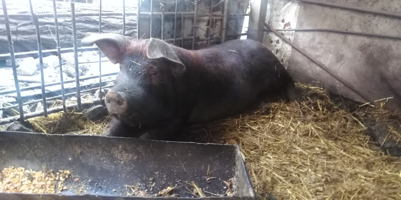 Porc specie de carne Duroc 120kg în Ciocîlteni Orhei